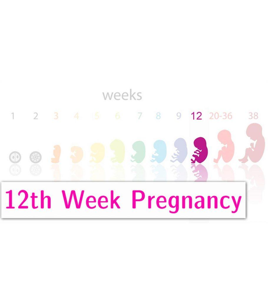 12 Weeks Pregnant: Symptoms, Baby Development & Body Changes | MomJunction