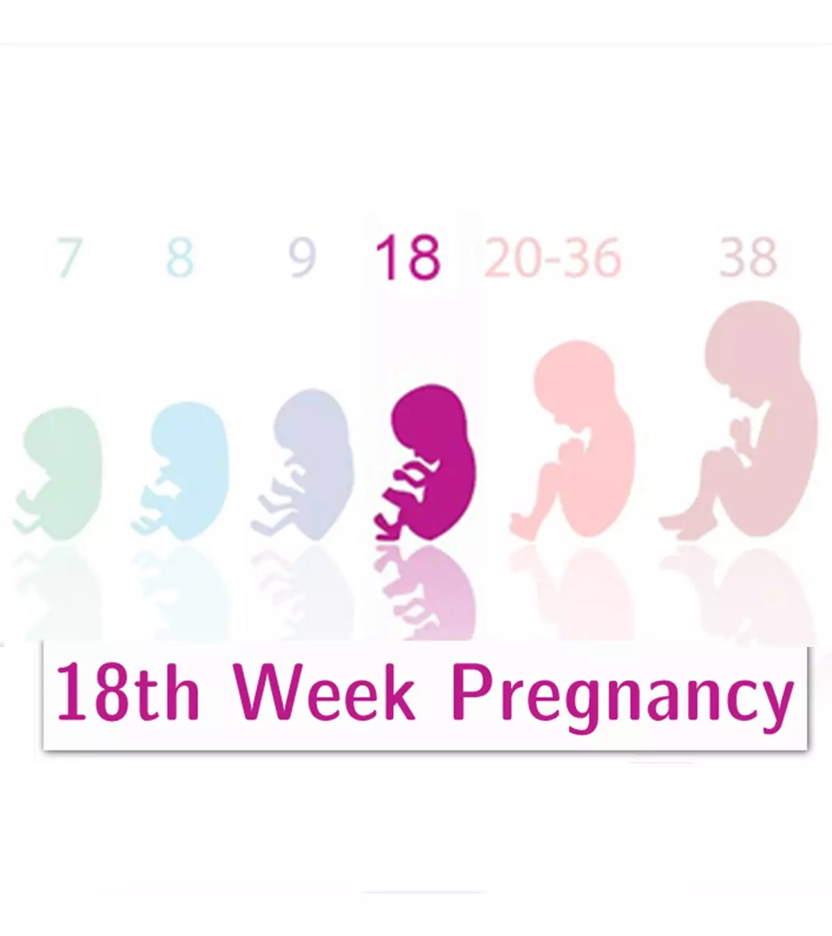 18 Weeks Pregnant: Baby Growth, Development & Symptoms