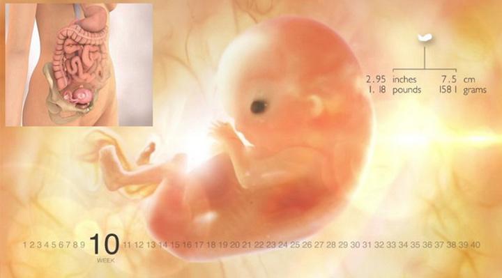 10th Week Pregnancy: Signs, Baby Development, Tips And Size