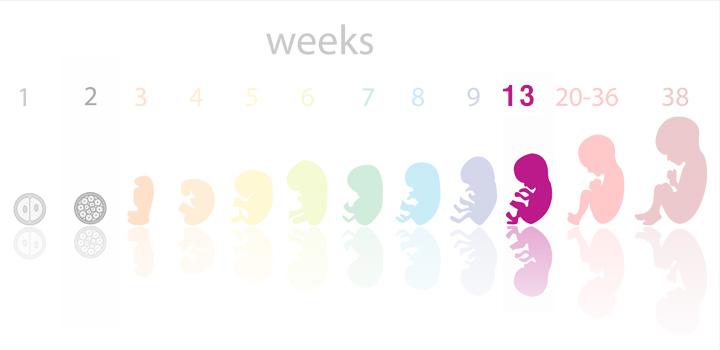 13th Week Pregnancy: Symptoms, Baby Development And Body Changes