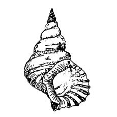 Top 25 Free Printable Shell Coloring Pages For Toddlers