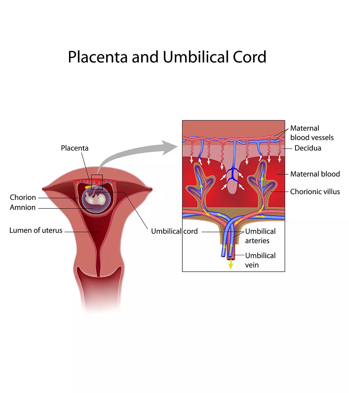 Causes Of Blood Clots In Placenta During Pregnancy