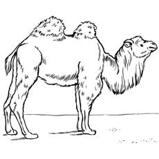 25 Best Camel Coloring Pages For Your Naughty Kid
