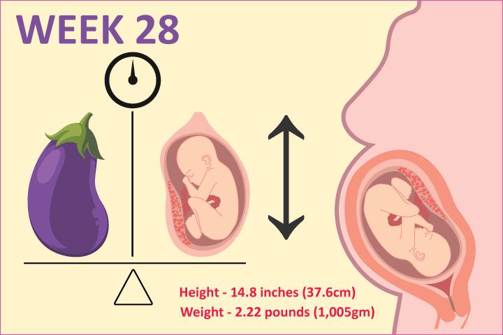 28 Weeks Pregnant Symptoms Baby Development And Changes