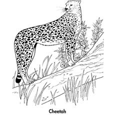 25 Best Cheetah Coloring Pages For Your Little Ones
