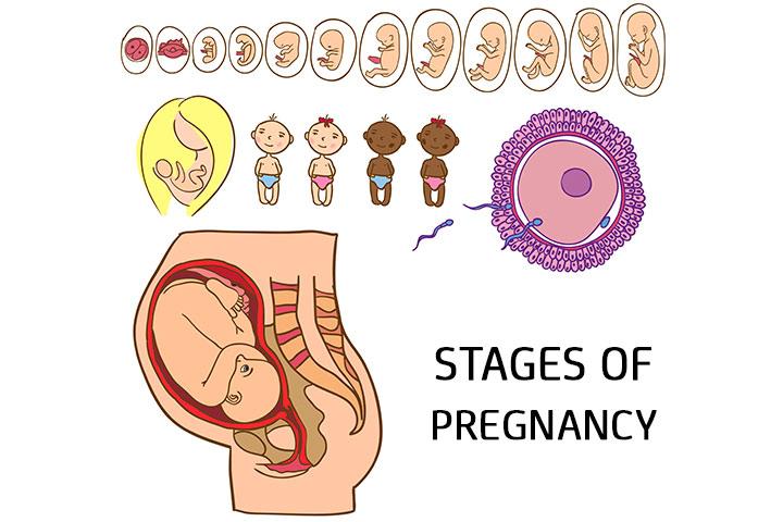 5 Crucial Stages Of Pregnancy: Month-by-month Development And Changes