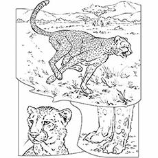 25 Best Cheetah Coloring Pages For Your Little Ones