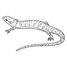 Top 10 Lizard Coloring Pages For Your Little Ones