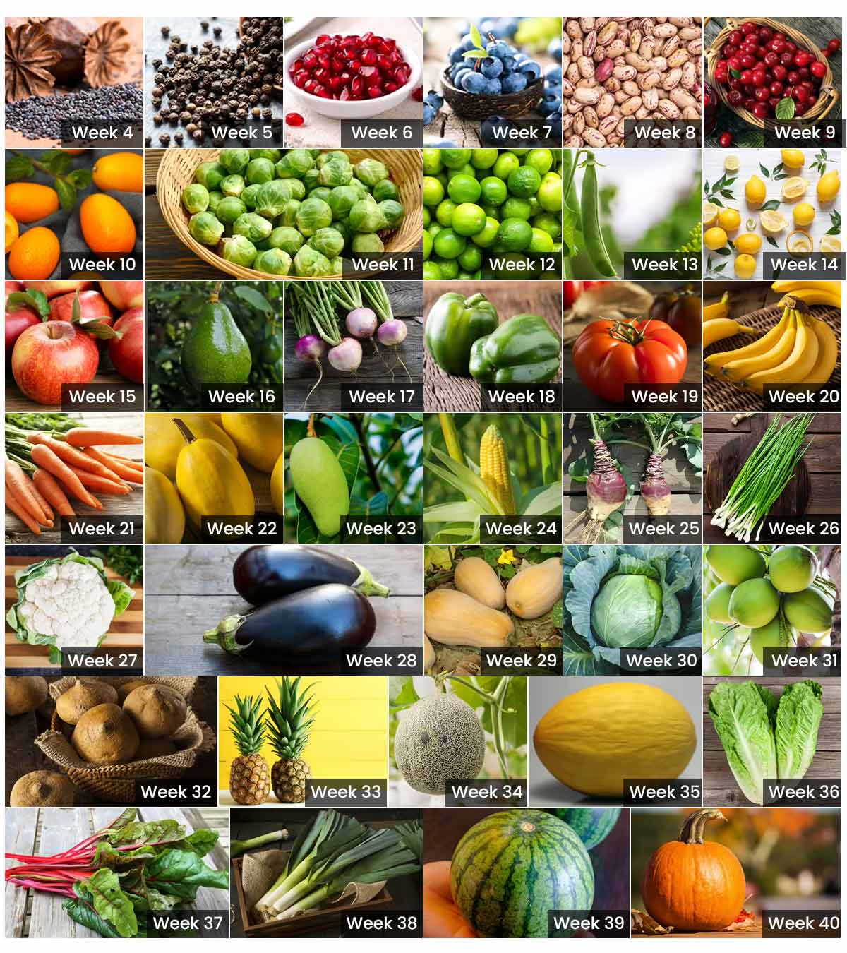 Fetal Development Week By Week: Stages Of Pregnancy