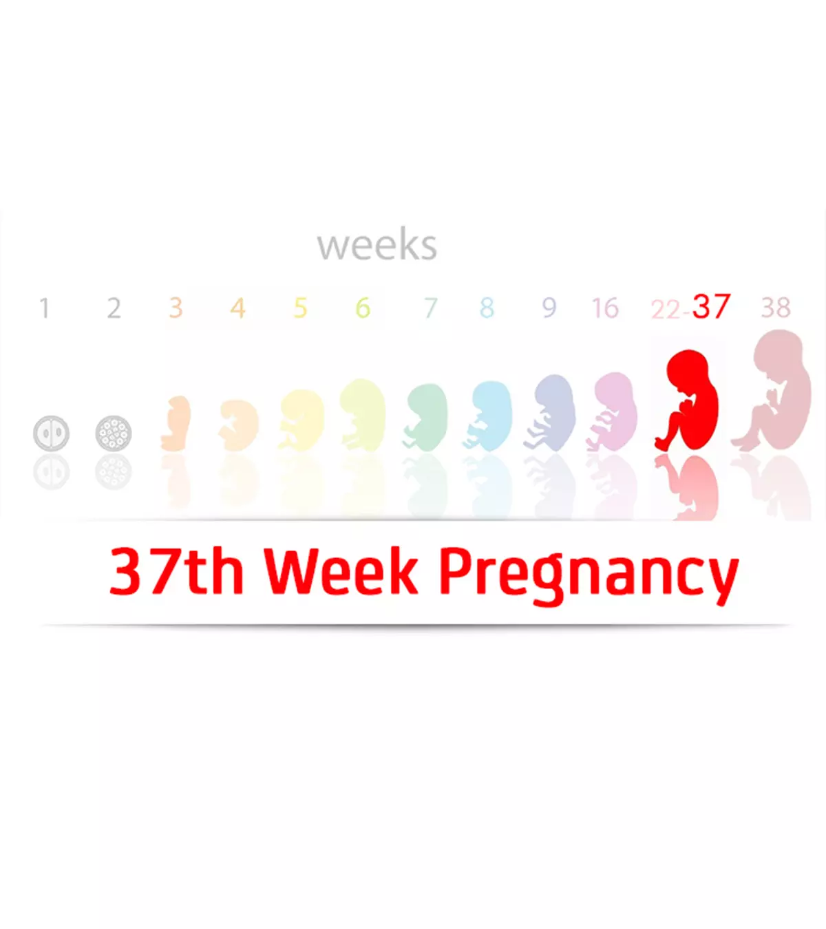 37 Weeks Pregnant: 5 Key Insights On Baby Growth & Labor Signs