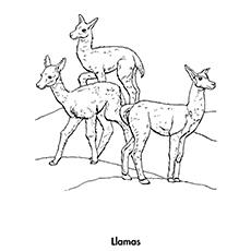 10 Cute Free Printable Llama Coloring Pages Online