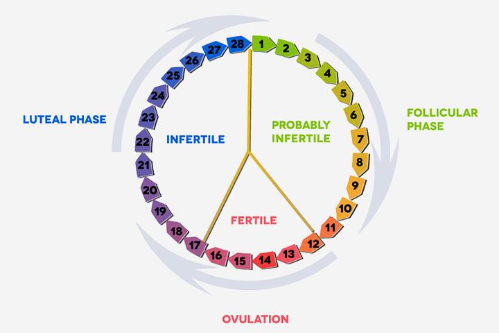 Luteal Phase: What Is It And How Is It Related To Pregnancy?