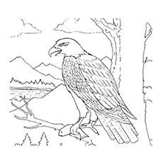 20 Cute Eagle Coloring Pages For Your Little Ones