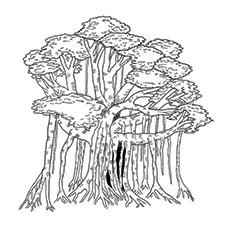 Us State Tree Coloring Pages