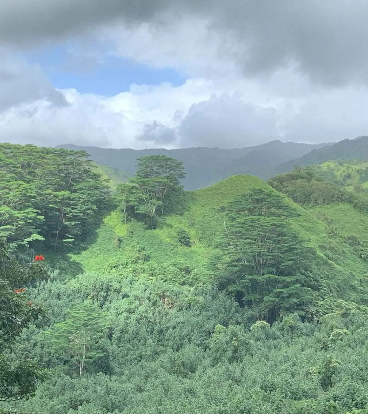 Rainforest Plants For Kids 20 Must Know Rainforest Facts For Kids