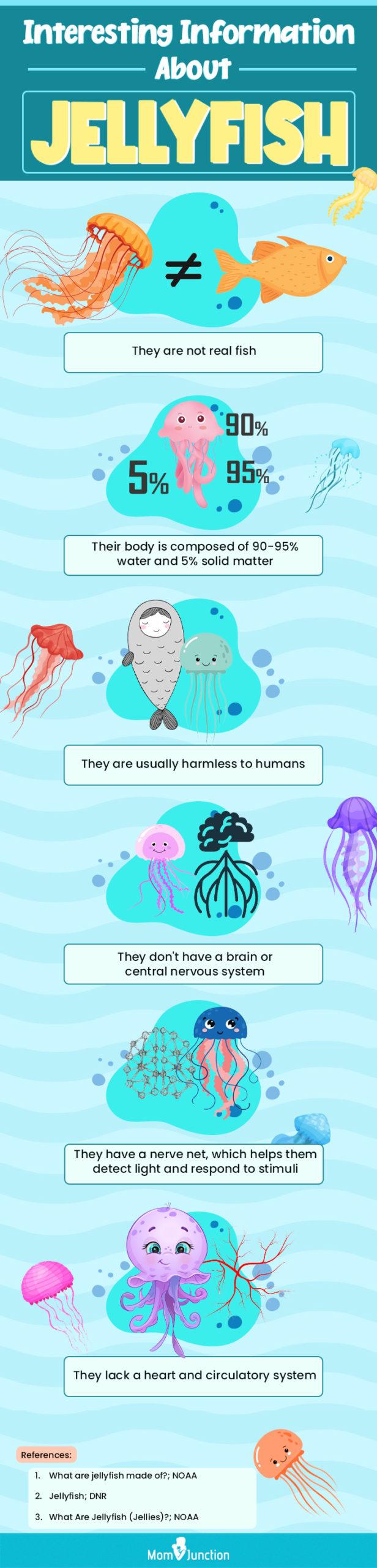 Jellyfish Anatomy For Kids