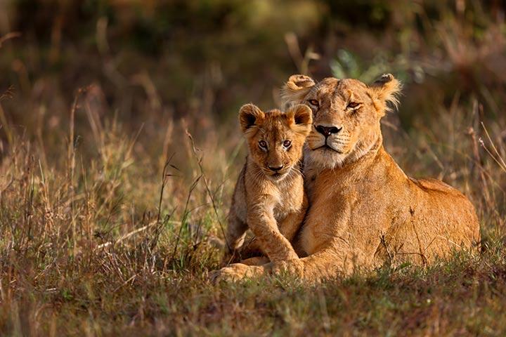 Pregnant Lion Giving Birth