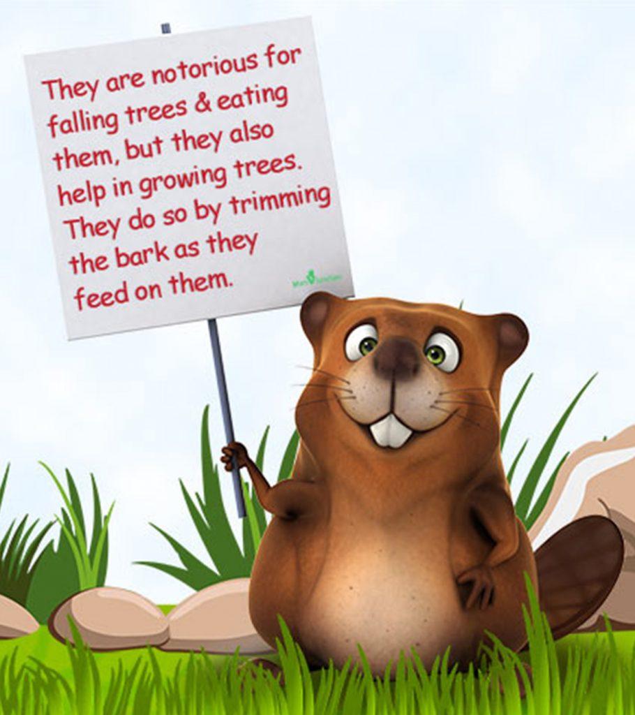 21 Unbelievable Beaver Facts And Information For Kids | MomJunction