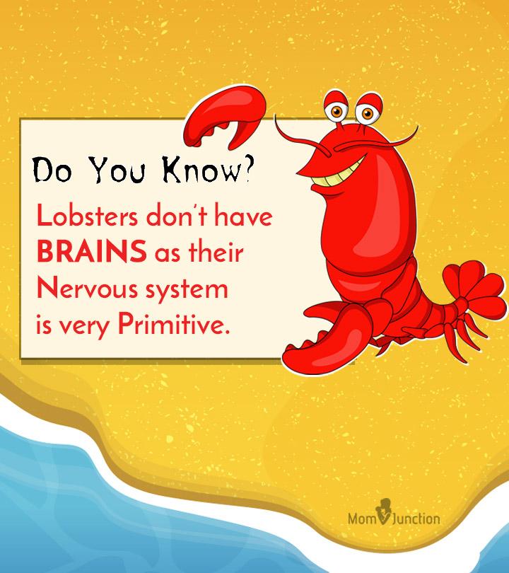 Interesting Lobster Facts For Kids MomJunction Interesting Lobster Facts For Kids MomJunction