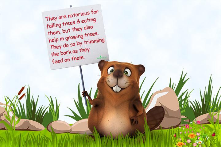 21 Unbelievable Beaver Facts And Information For Kids