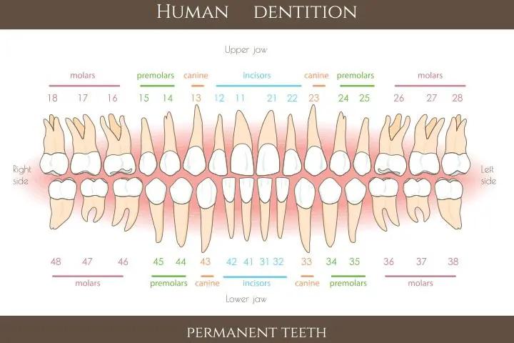 Hyperdontia Causes