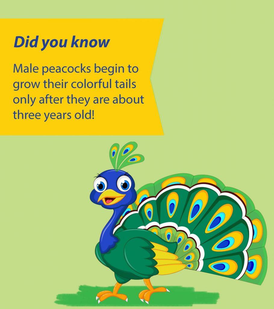 Class Aves Peacock