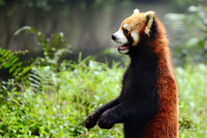 Red Panda Habitat For Kids