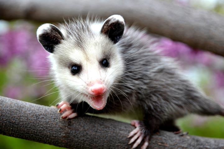 45 Interesting Facts About Opossums