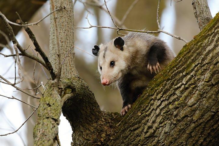 45 Interesting Facts About Opossums