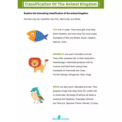 Classification Of Animal Kingdom For Kids Animal Classification