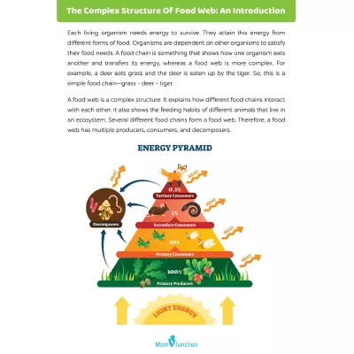 The Complex Structure Of Food Web: An Inroduction