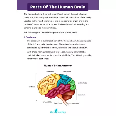 Anatomy Of Human Brain