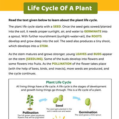 Life Cycle Of A Plant