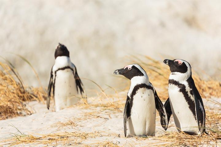 30 Interesting And Fun Facts About Penguins For Kids 30-interesting-and-fun-facts-about-penguins-for-kids