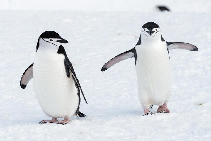 30 Interesting And Fun Facts About Penguins For Kids 30-interesting-and-fun-facts-about-penguins-for-kids