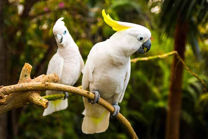 Indian Parrot Information For Kids