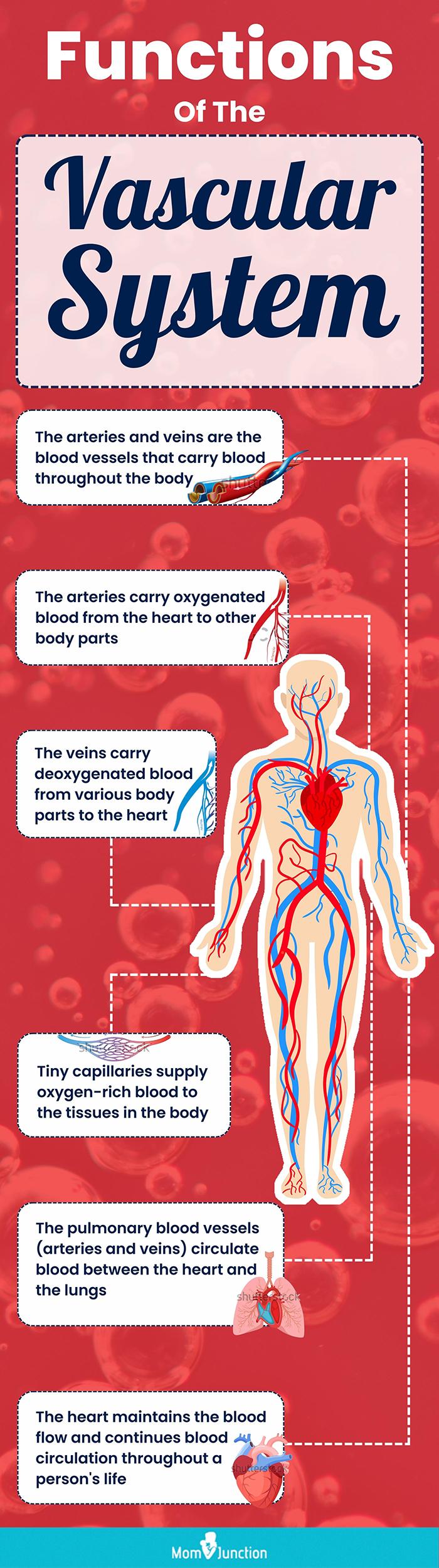 Cardiovascular System Function