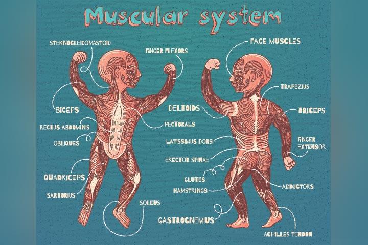 Human Muscles Diagram For Kids Muscular System Diagram Labeled For Images