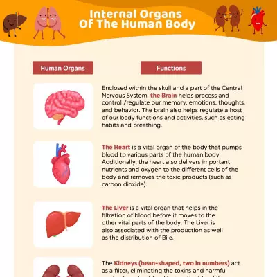 Body Organs And Their Functions Worksheets Organs Of The Human Body