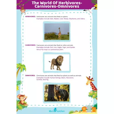 Omnivores Animals Chart For Kids Herbivores | Carnivores | Omnivores