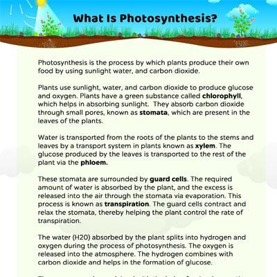 Photosynthesis Process Worksheet