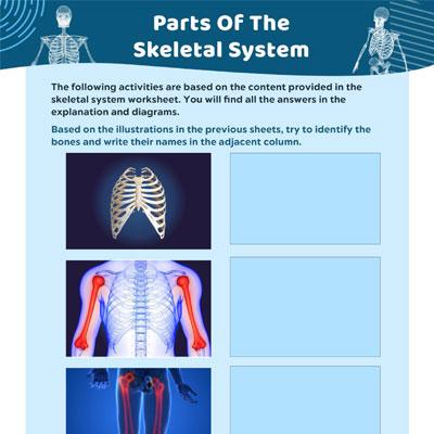 Skeletal System Joints Worksheet