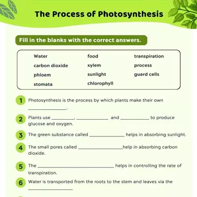 Process Of Photosynthesis: Free Worksheet For Fifth Grade