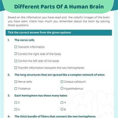 Quiz On Human Brain System | Worksheet | MomJunction