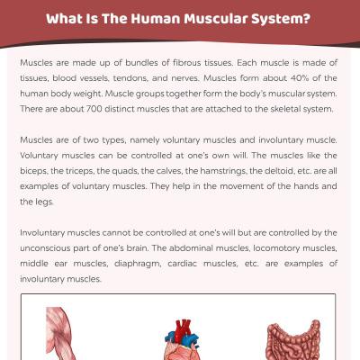 Human Muscular System Worksheet For Kids | MomJunction