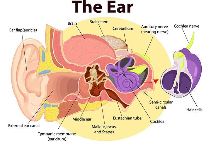 30 Fascinating Facts And Diagram Of The Ear For Kids