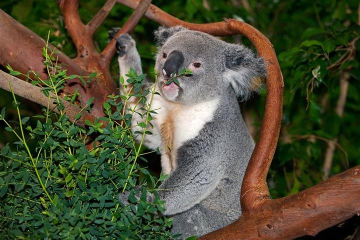 Koala Weight Chart