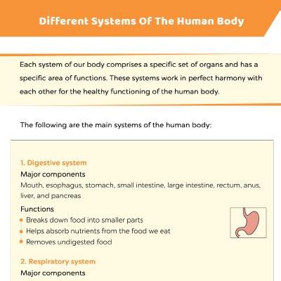 The Human Body System: Overview, Anatomy & Function