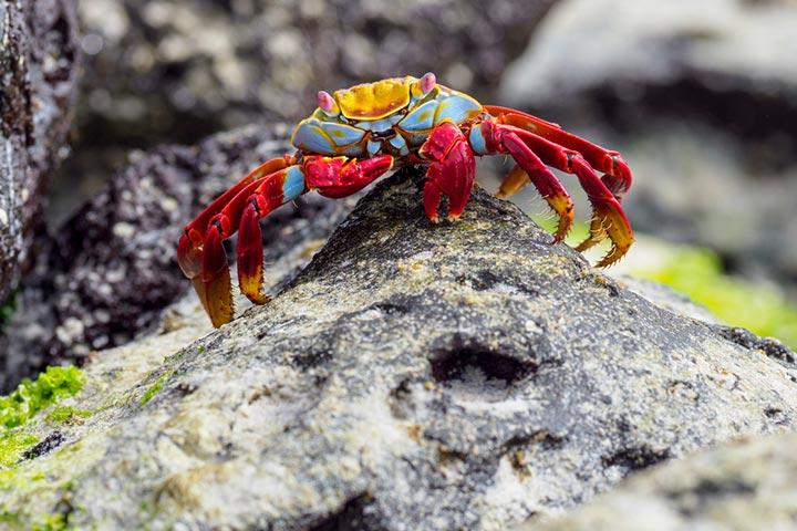 Colorful Crab