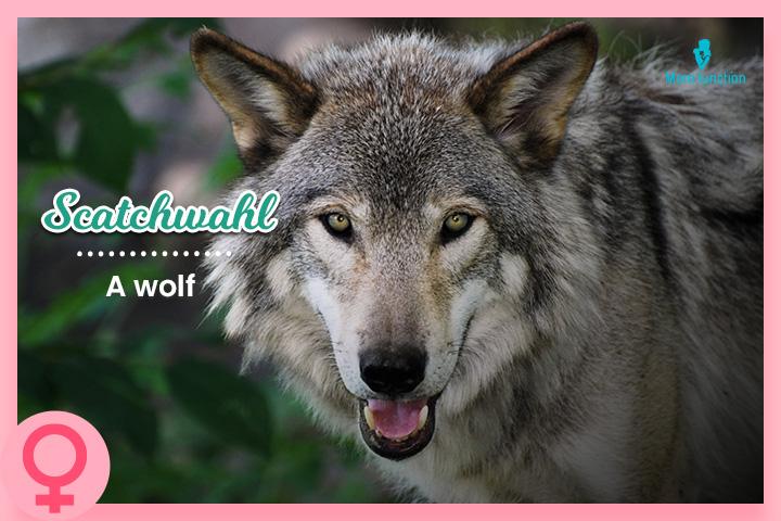 Native American Wolf Spirit Names